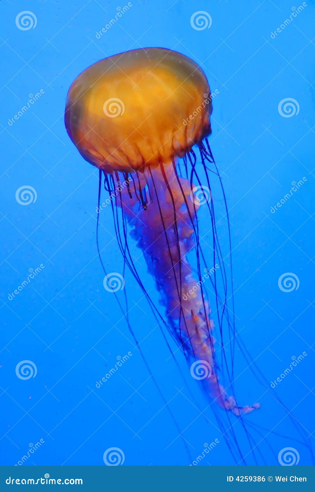 Jellyfish stock photo. Image of atlanta, jelly, soft, fish - 4259386
