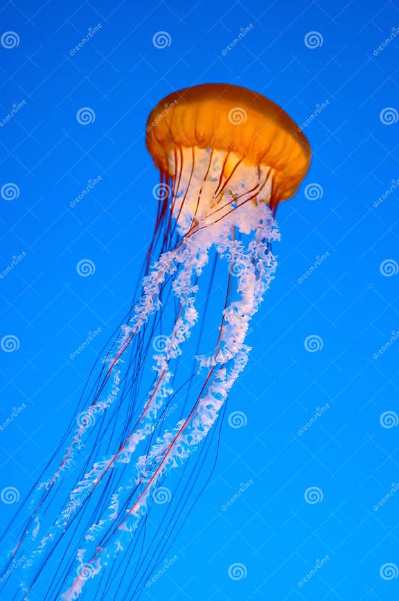 Jellyfish stock photo. Image of relax, medusa, fishing - 671056