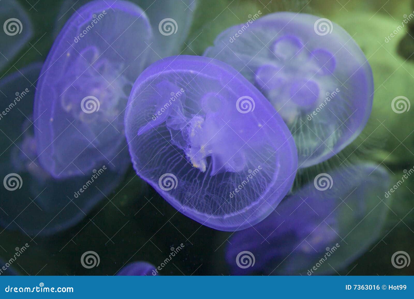 Jellyfish stock photo. Image of colors, wild, exotic, underwater - 7363016