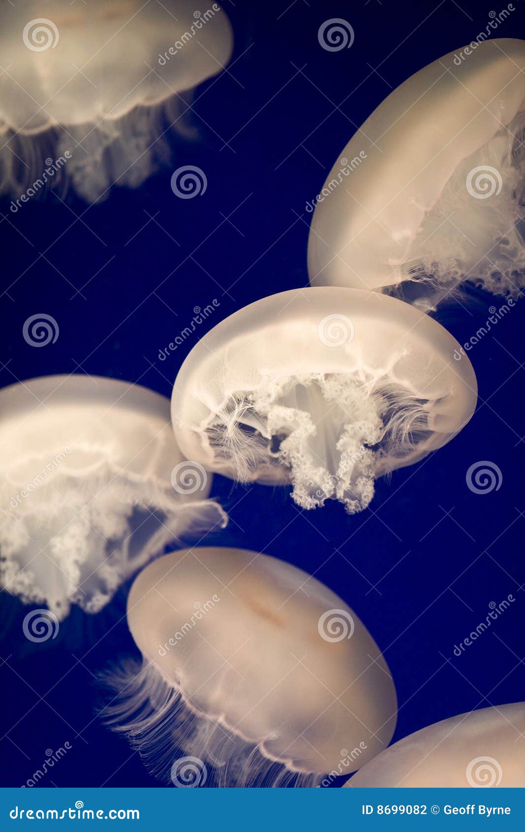 Jellyfish stock photo. Image of dangerous, invertebrate - 8699082
