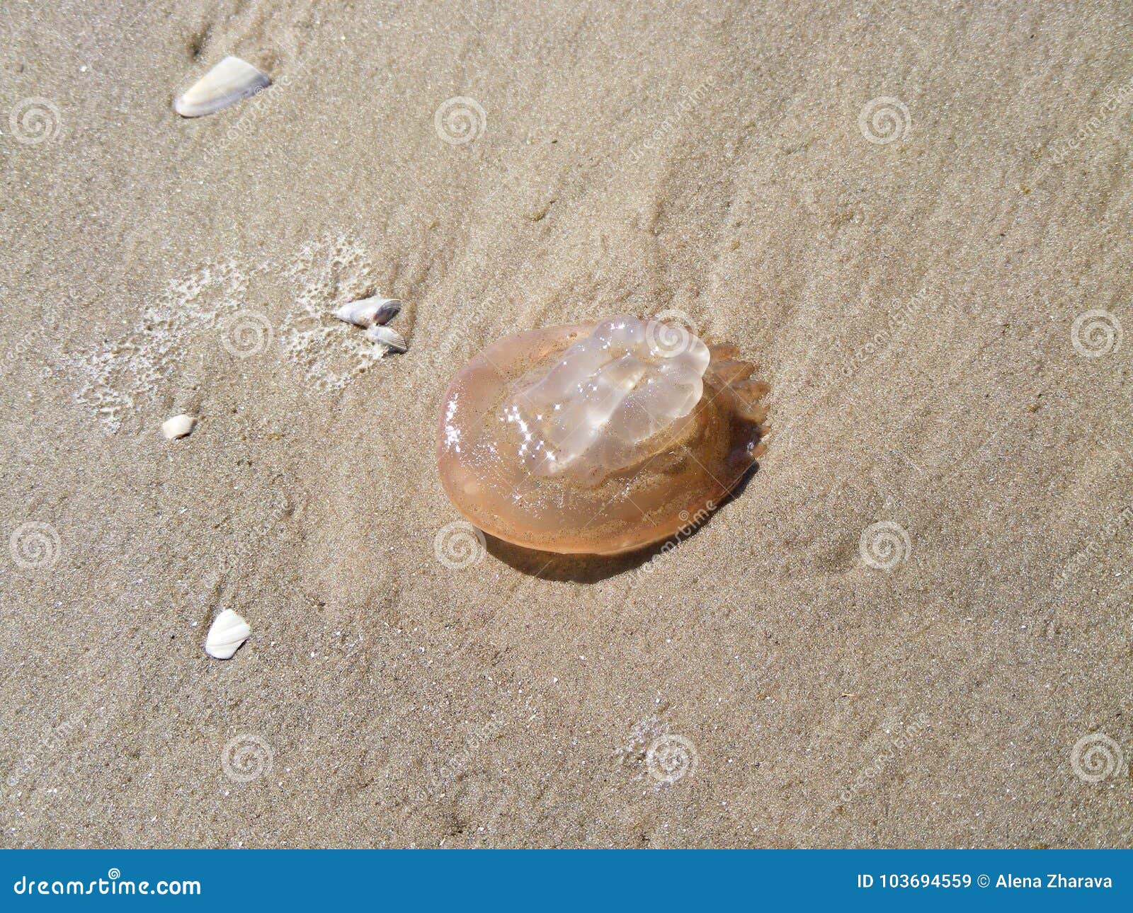Jellyfish, Atlantic Ocean, Brazil Stock Image - Image of sand, ocean ...