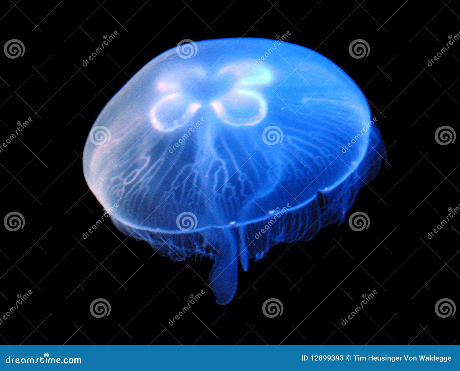 Jellyfish (Aurelia aurita) stock image. Image of scyphozoa - 12899393
