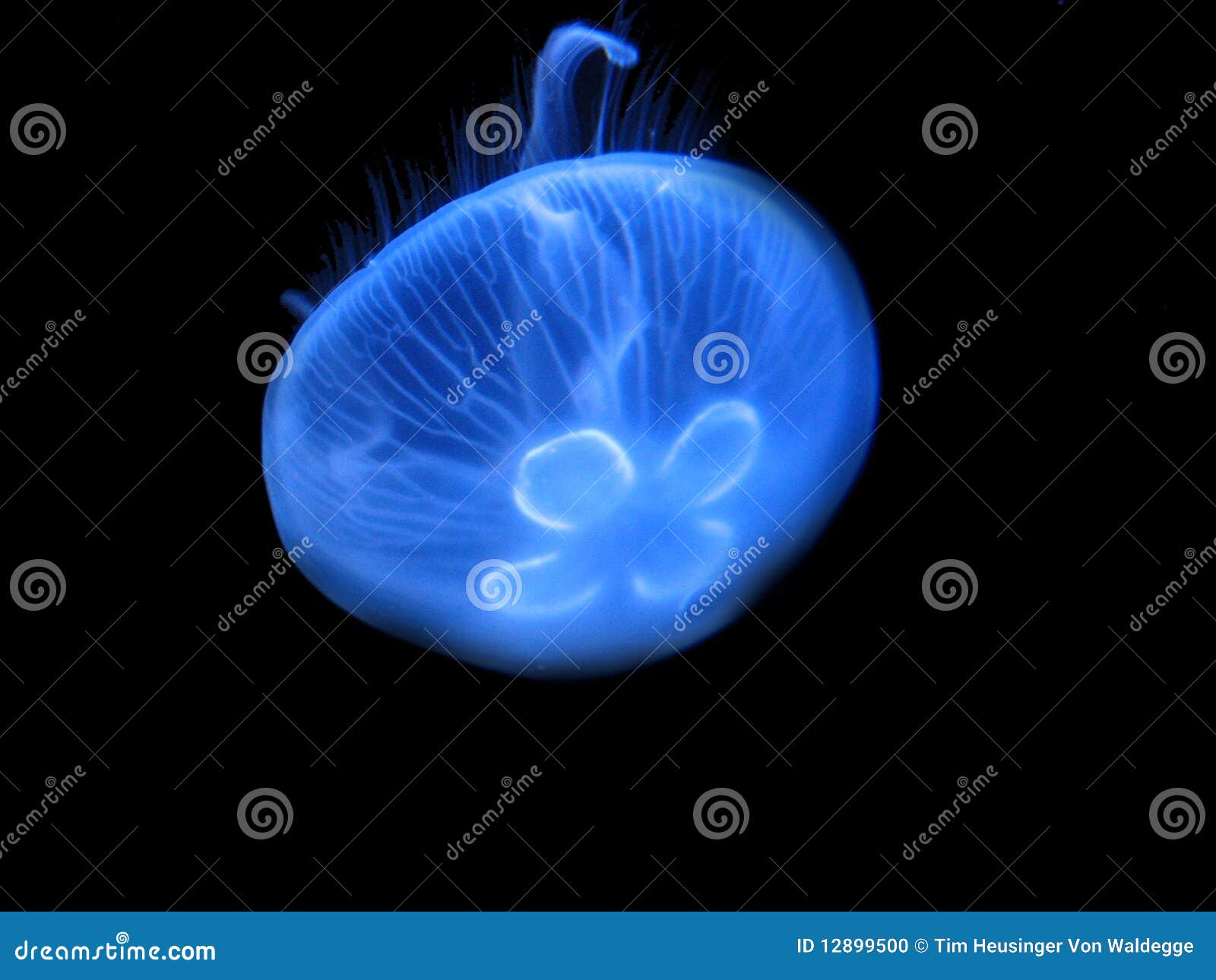 Jellyfish (Aurelia aurita) stock photo. Image of baltic - 12899500