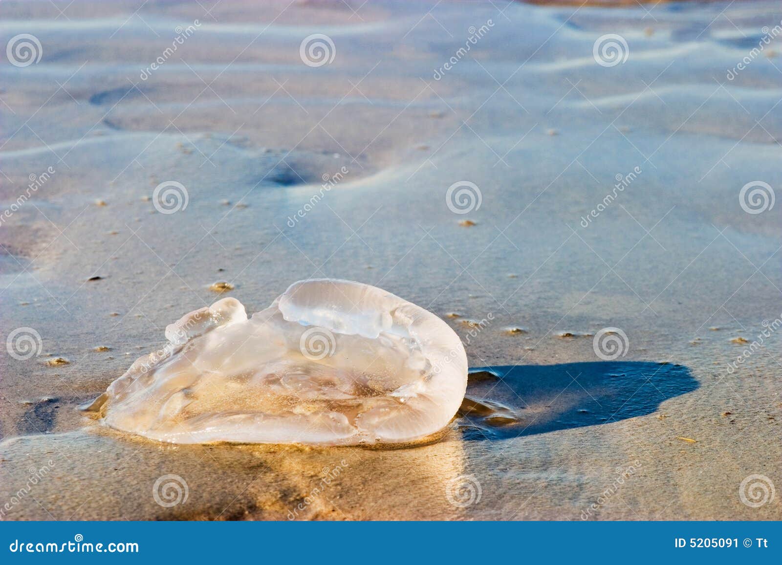 Jellyfish at the beach stock image. Image of closeup, shore - 5205091
