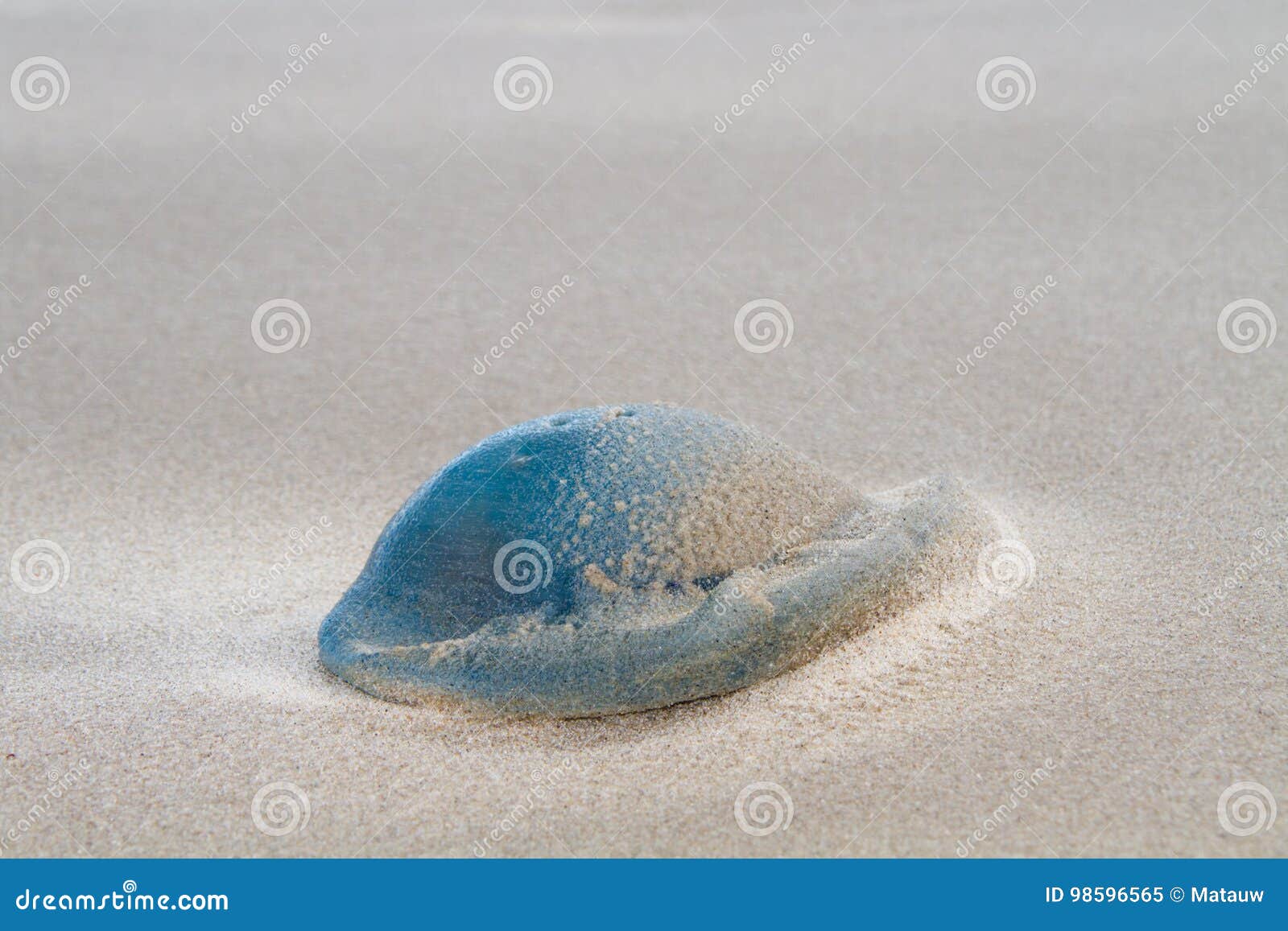 Jellyfish on beach stock image. Image of rhizostomatidae - 98596565