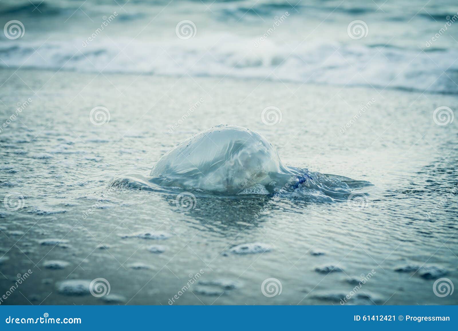 Jellyfish on the Beach in a Blue Toning Stock Image - Image of jelly ...