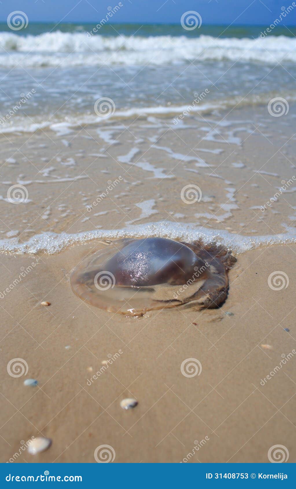 Jellyfish on the beach stock image. Image of large, stinging - 31408753
