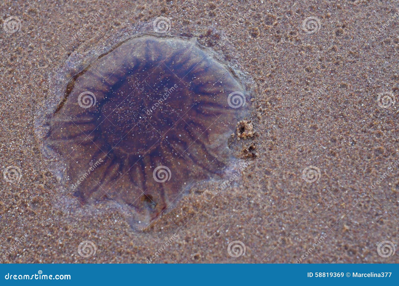 Jellyfish stock image. Image of jellyfish, sand, colour - 58819369