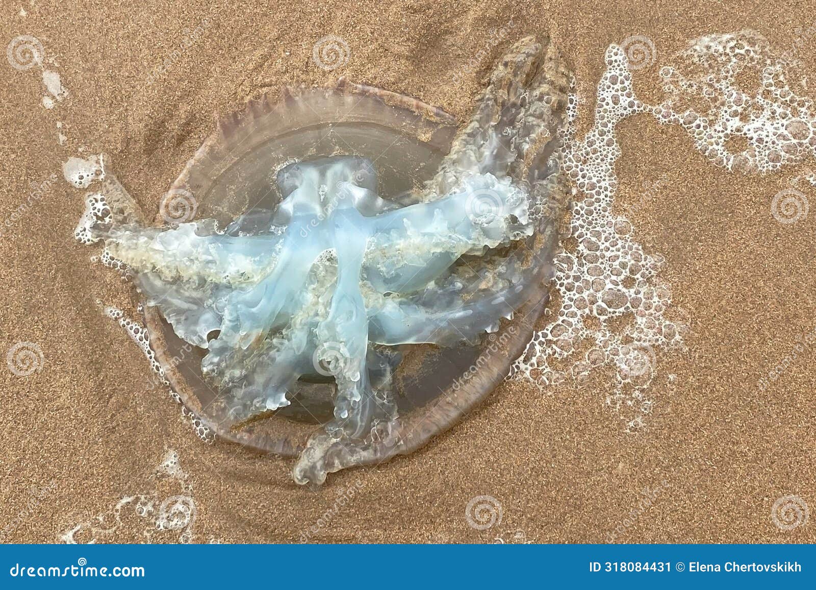 Jellyfish on the Beach with Sea Wave. Top View. Stock Image - Image of ...