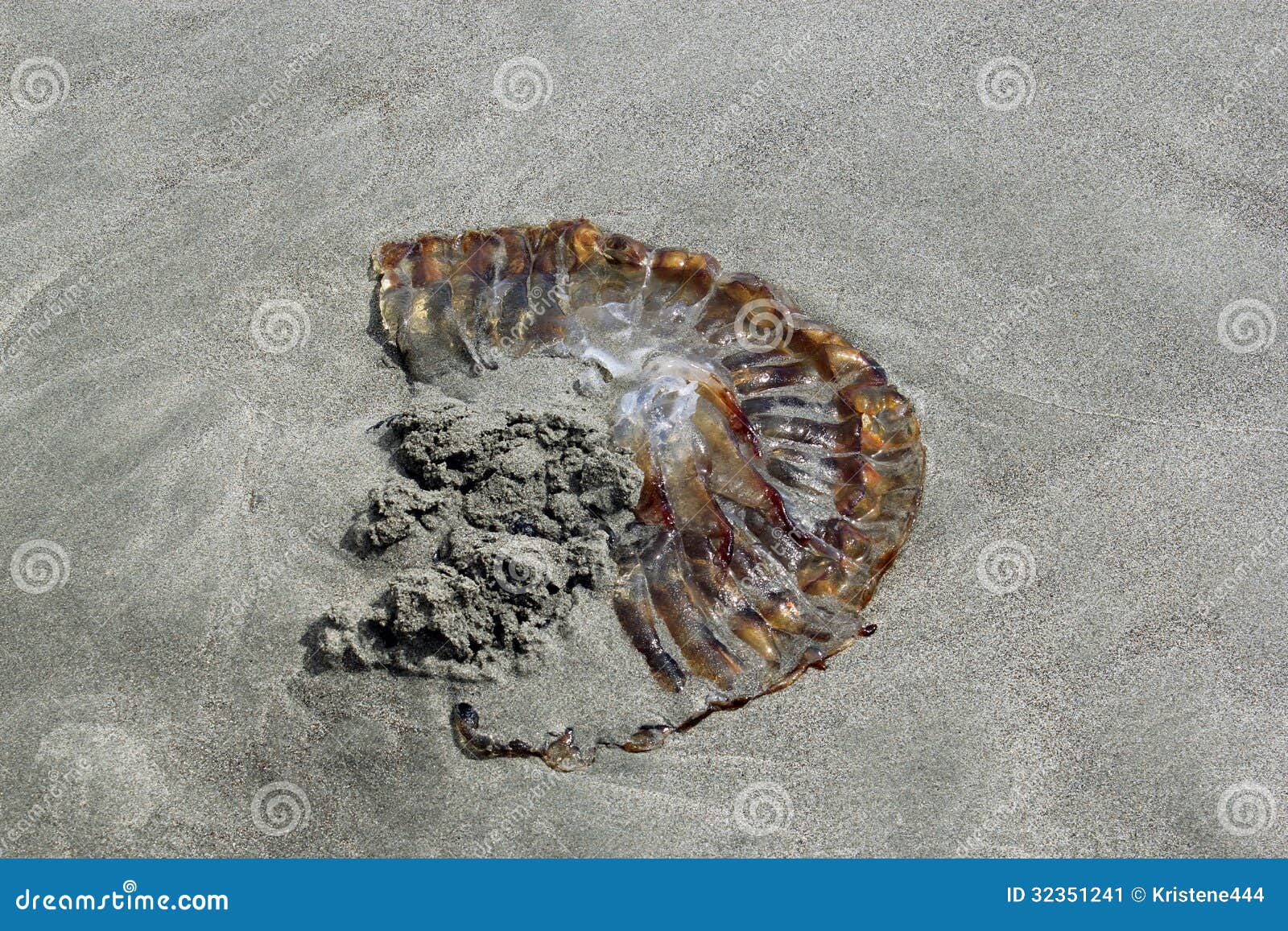 Beached Jellyfish On The Rocky Shore At Joemma Beach State Park Royalty ...