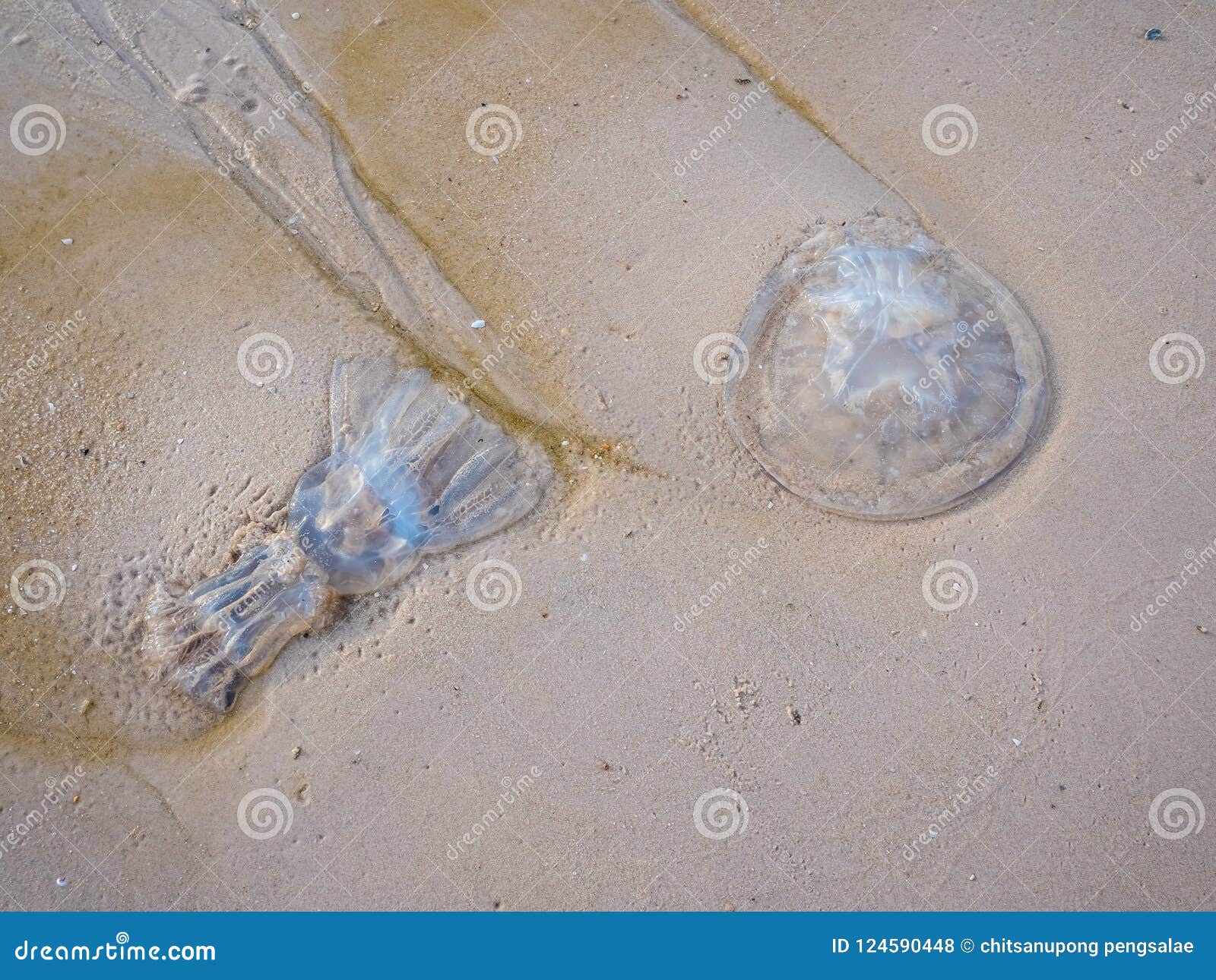 The Jellyfish on the Beautiful Beach Top View. Stock Photo - Image of ...