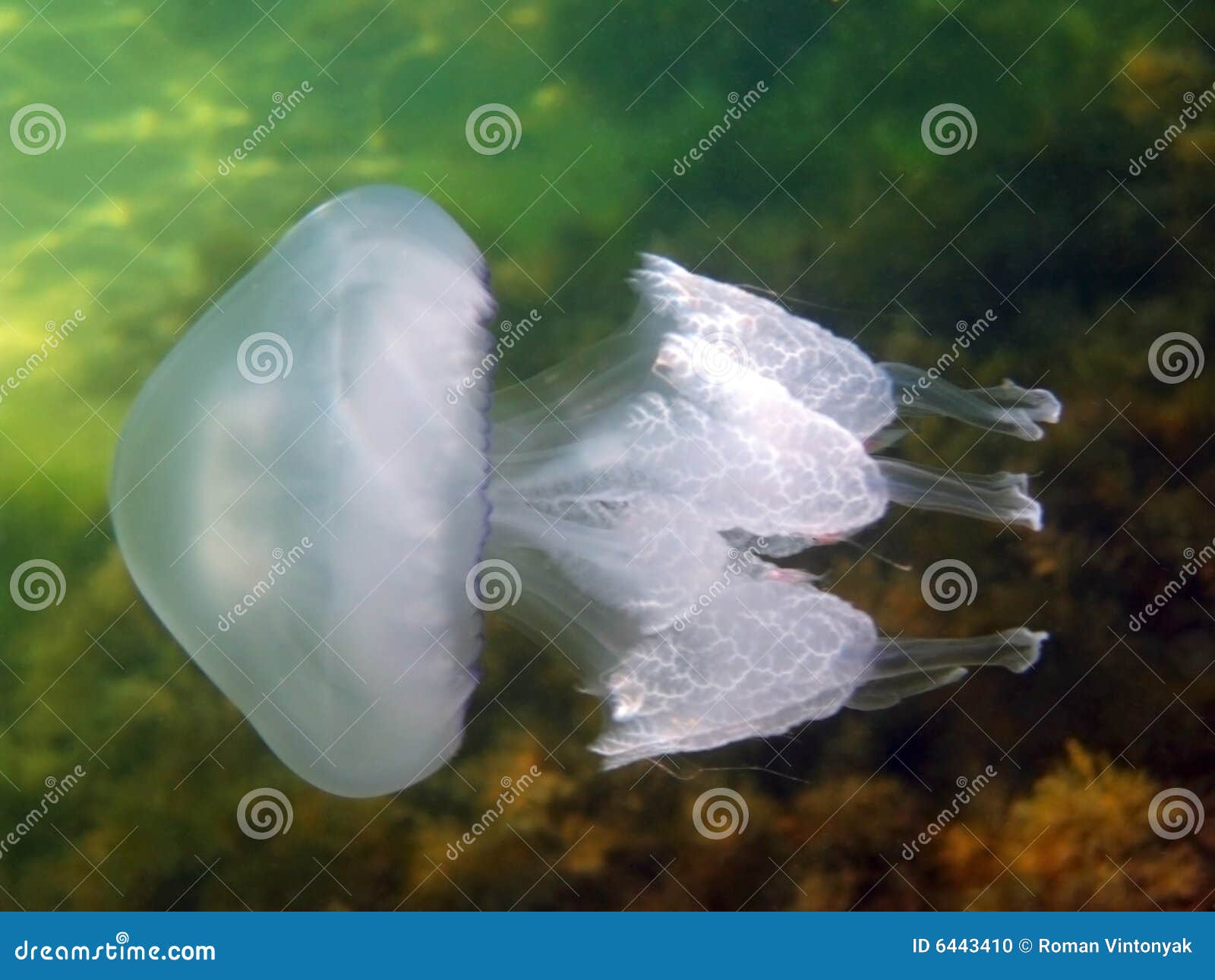 Jellyfish in Black sea stock photo. Image of animal, toxin - 6443410