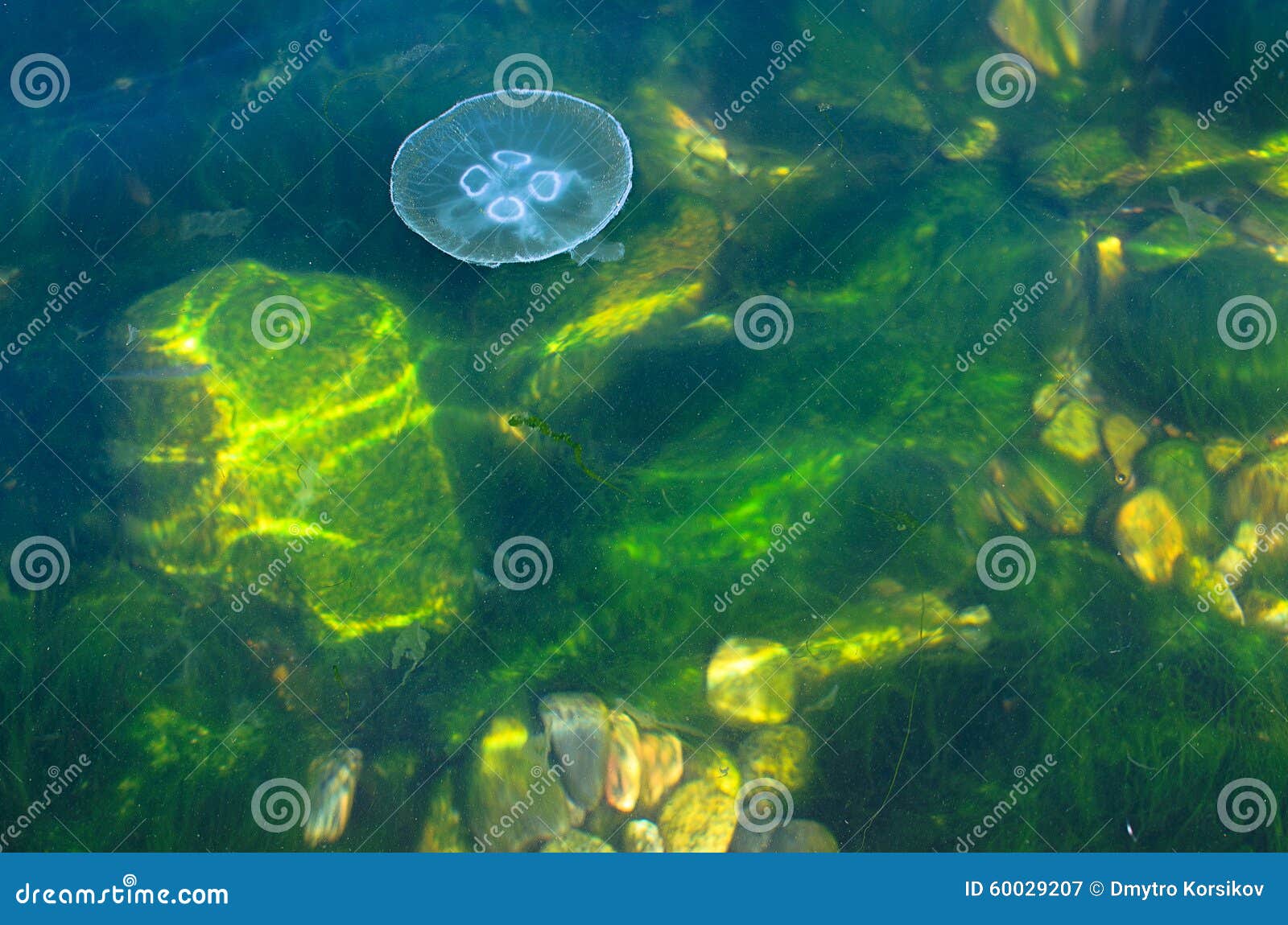 Jellyfish stock image. Image of black, seaweed, summer - 60029207