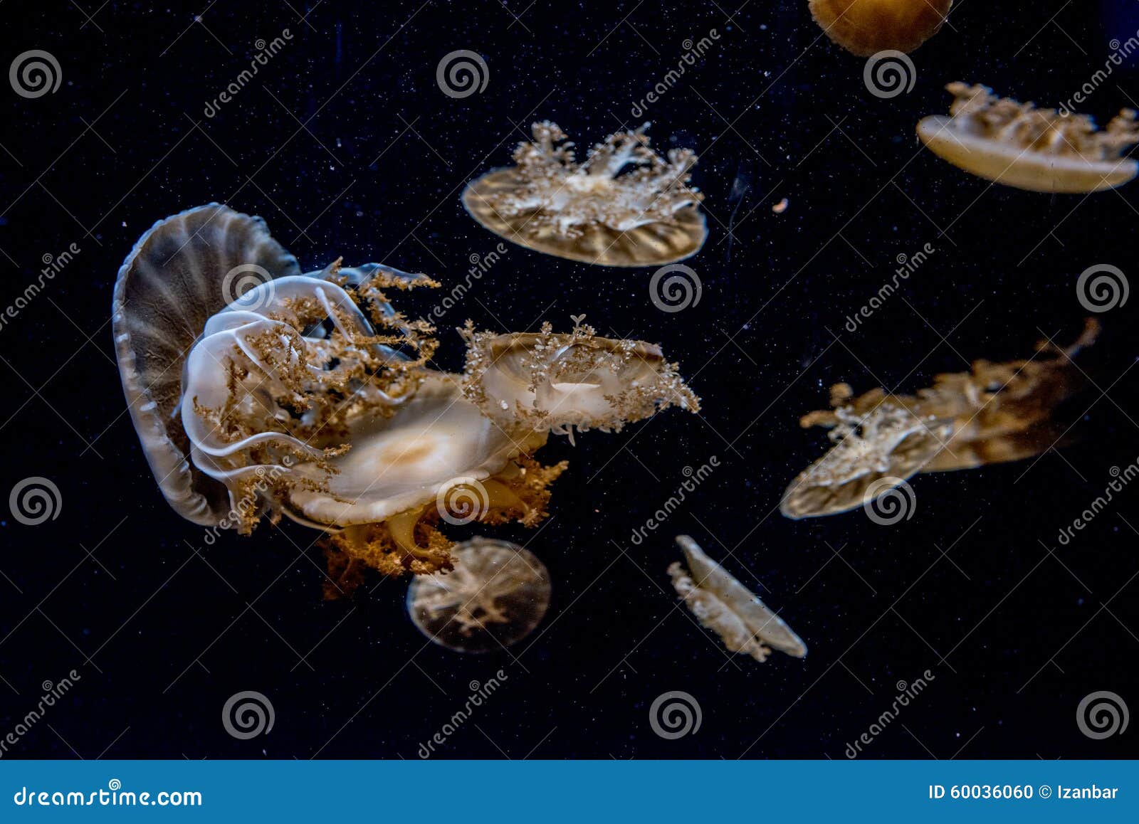 Jellyfish on black sea stock photo. Image of illuminated - 60036060