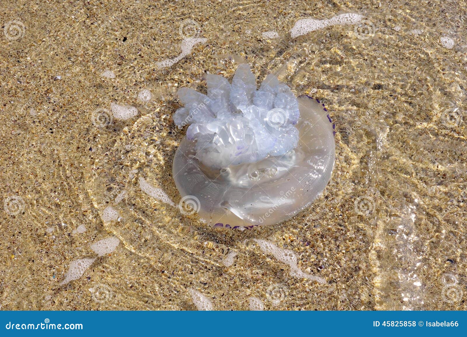 Jellyfish , Black Sea Stock Photo - Image: 45825858