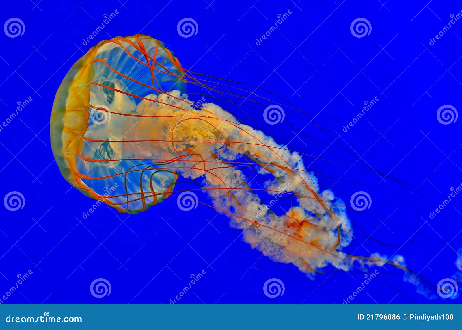Collection of Exotic Jellyfish Photos - Dreamstime ID:17166