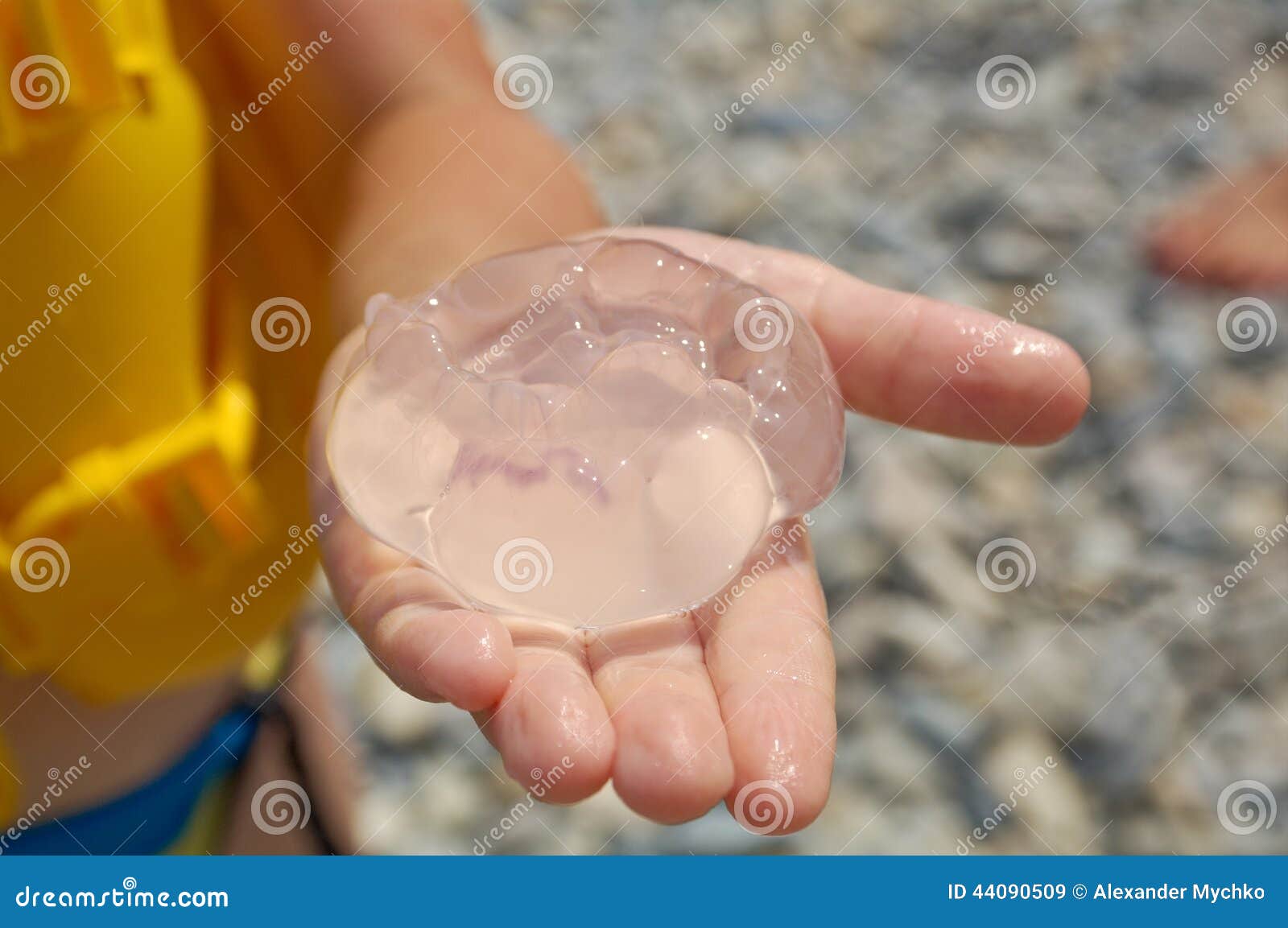 Jellyfish in boy s hands stock image. Image of underwater - 44090509