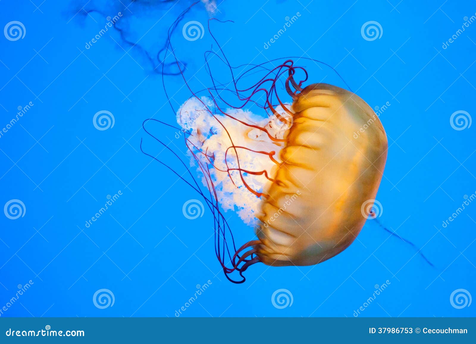 Jellyfish In Bright Blue Water Royalty-Free Stock Photo | CartoonDealer ...