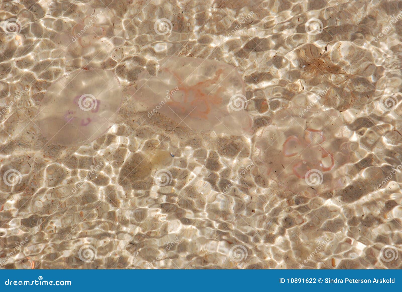 Jellyfish in Calm Sparkling Water Stock Photo - Image of environmental ...