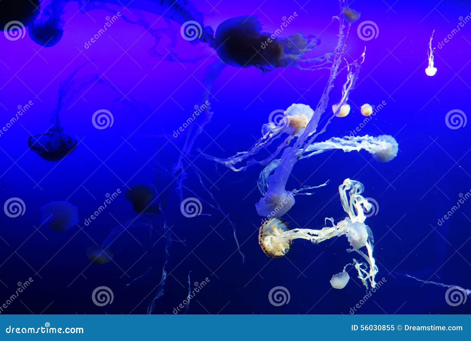 Jellyfish stock image. Image of aquarium, dance, movement - 56030855
