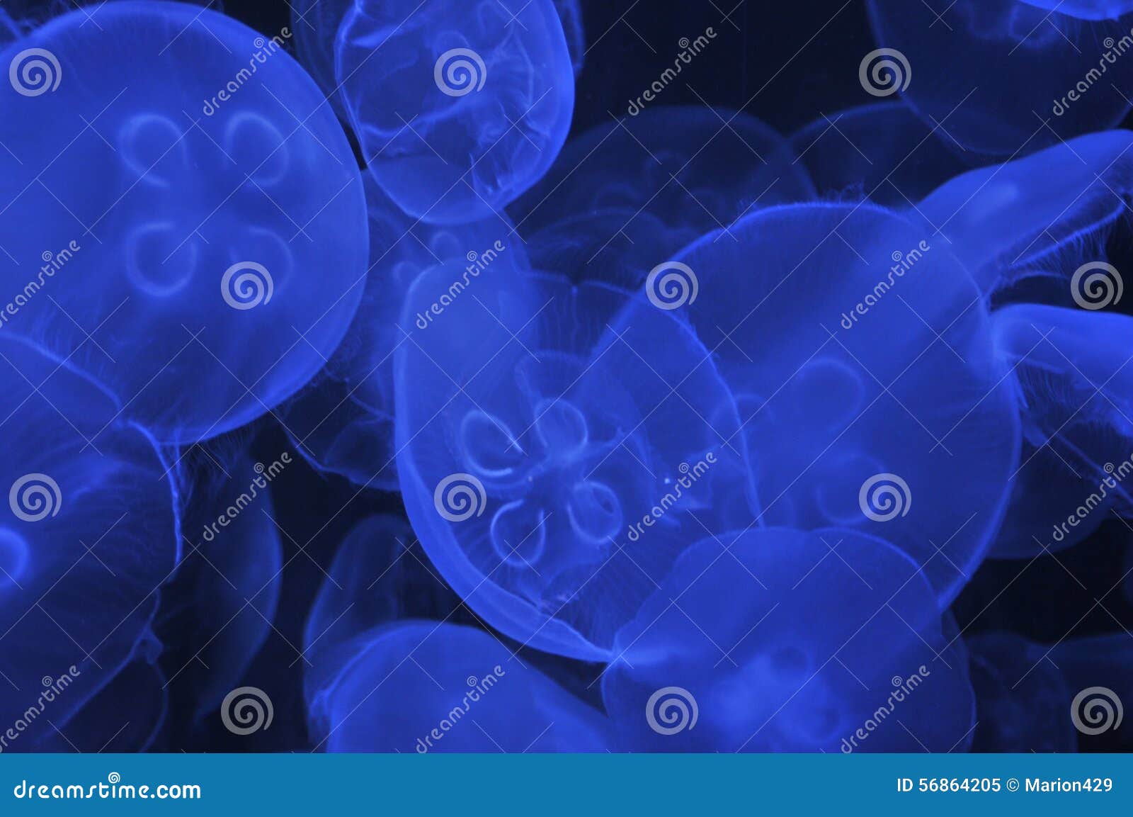 Jellyfish 4 stock image. Image of cluster, close, floating - 56864205