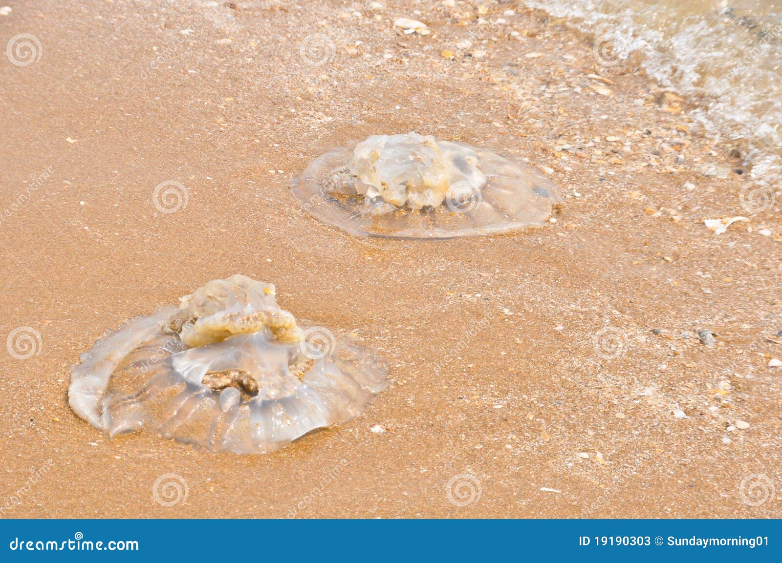 Jellyfish deaths stock image. Image of asian, beach, junk - 19190303