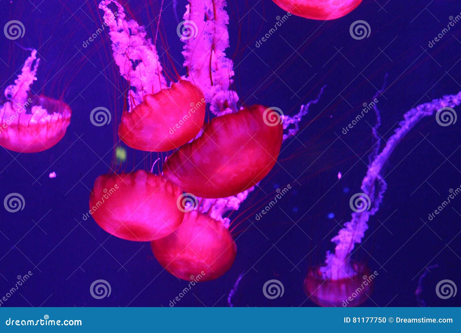 Jellyfish stock photo. Image of water, aquarium, akvarium - 81177750
