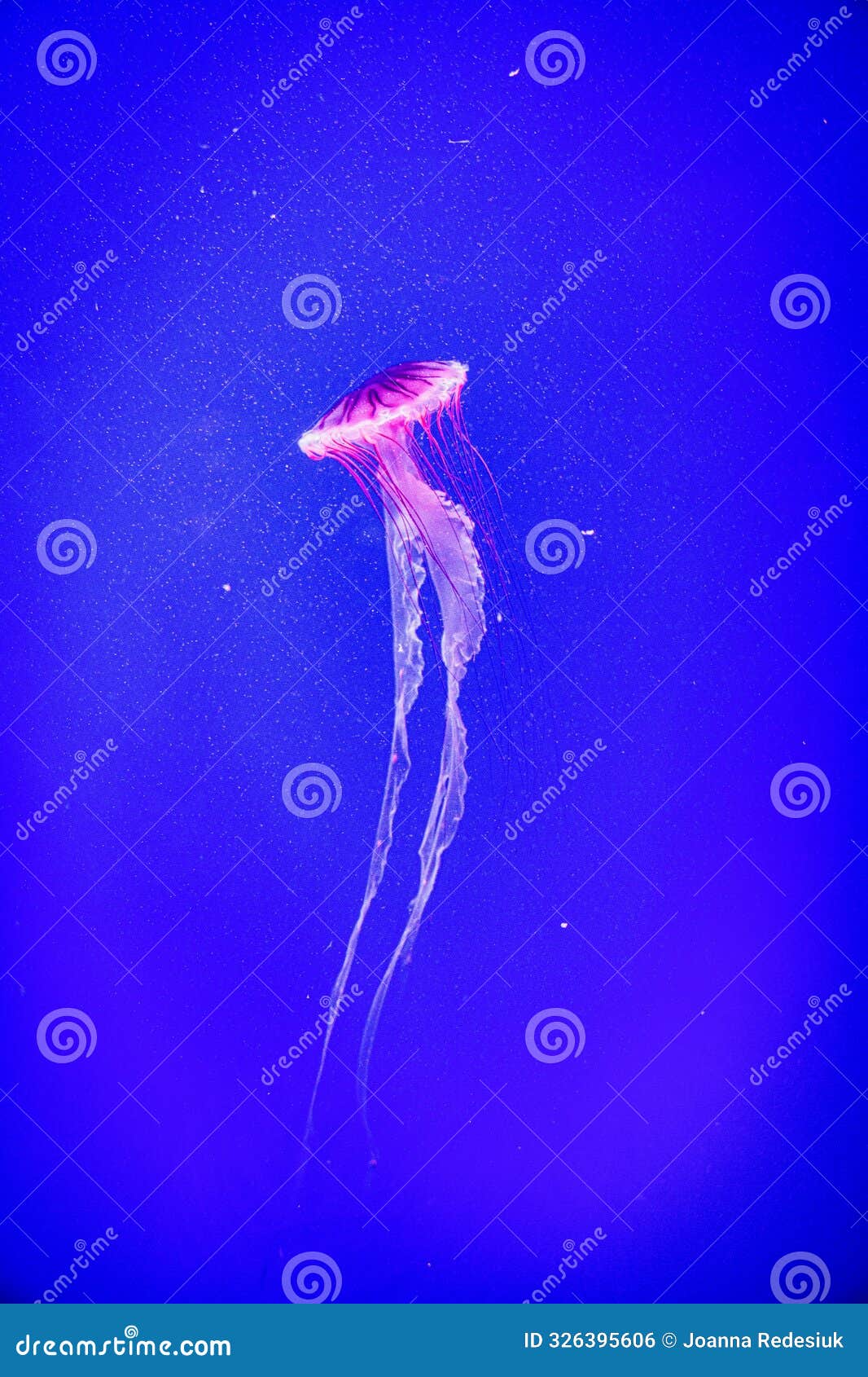 Jellyfish Float Gracefully Against a Deep Blue Background Stock Photo ...