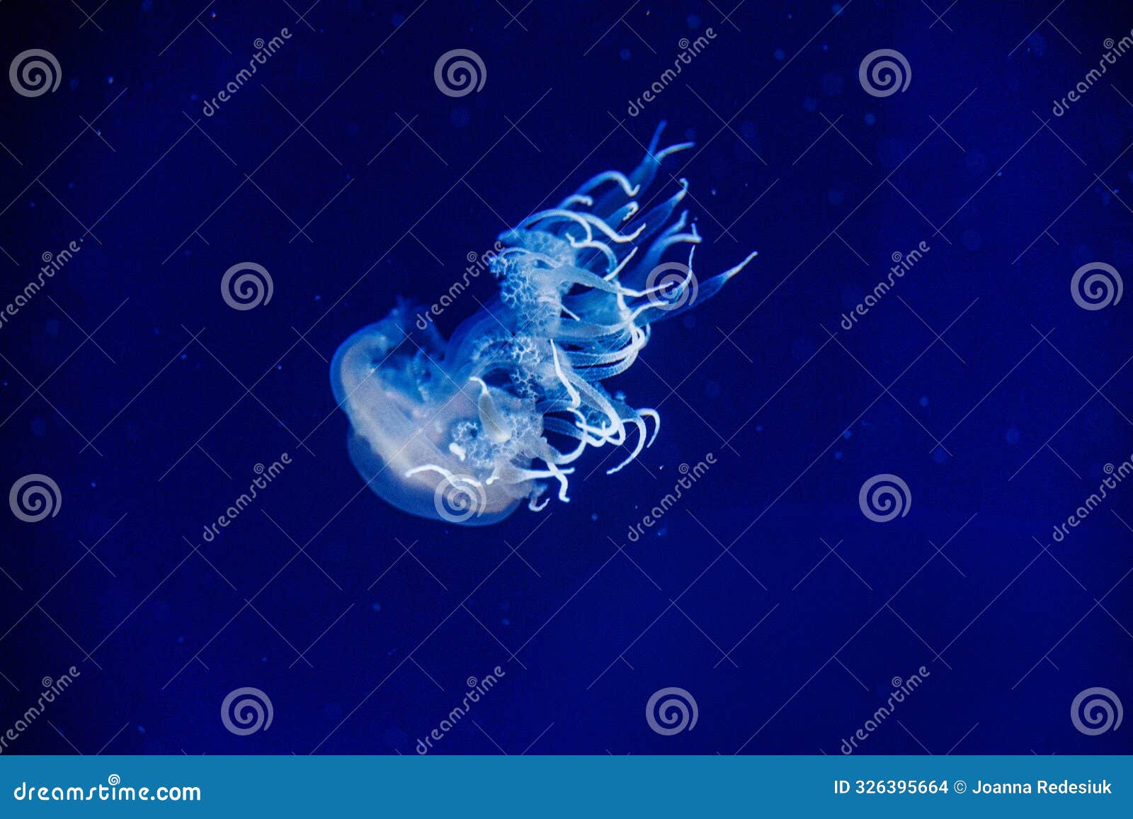 Jellyfish Float Gracefully Against a Deep Blue Background Stock Photo ...