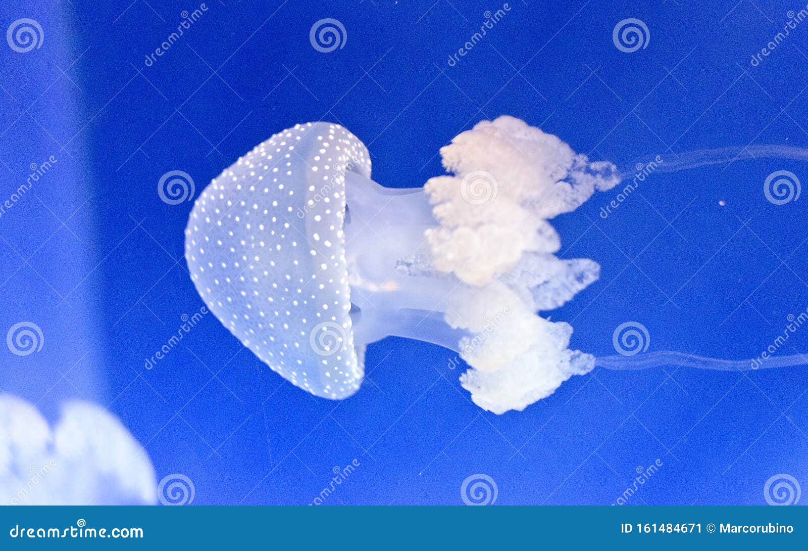 Jellyfish Floating Underwater Stock Image - Image of dive, dark: 161484671
