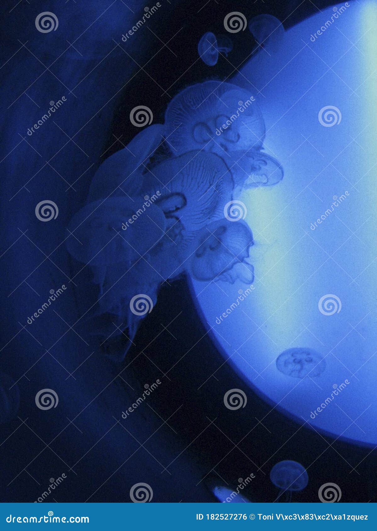 Jellyfish in half tube stock photo. Image of design - 182527276