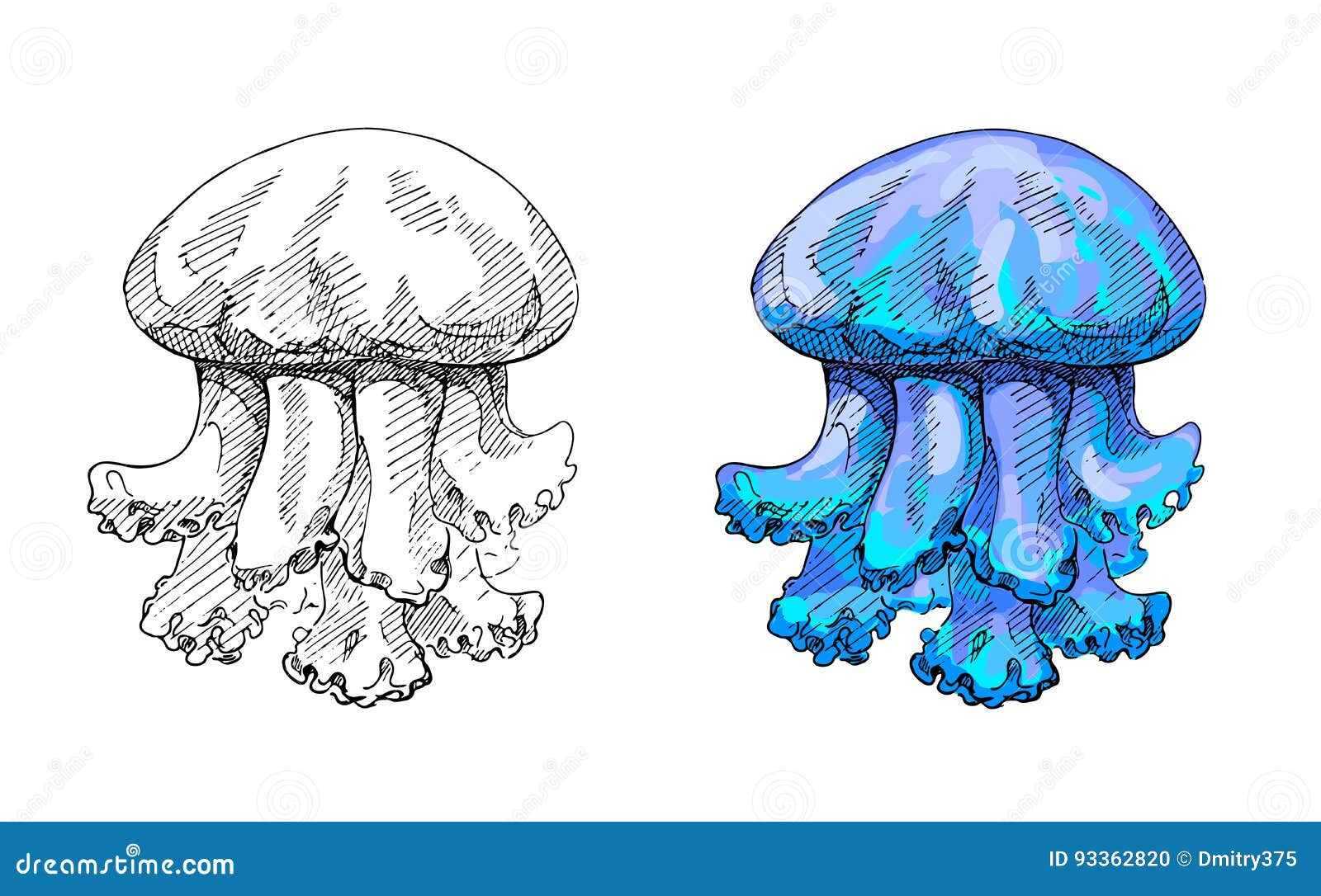Jellyfish, Hand Made Ink Drawing, Vector Stock Vector - Illustration of ...