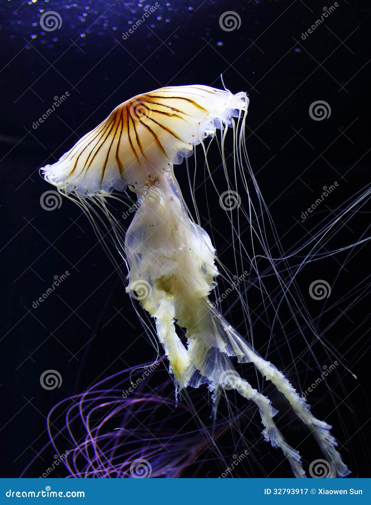 1,040 Bright Color Jellyfish Stock Photos - Free & Royalty-Free Stock ...