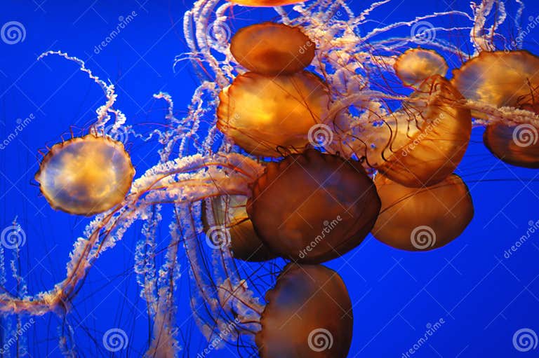 Jellyfish Jellyfish stock photo. Image of jelly, glide - 3801728