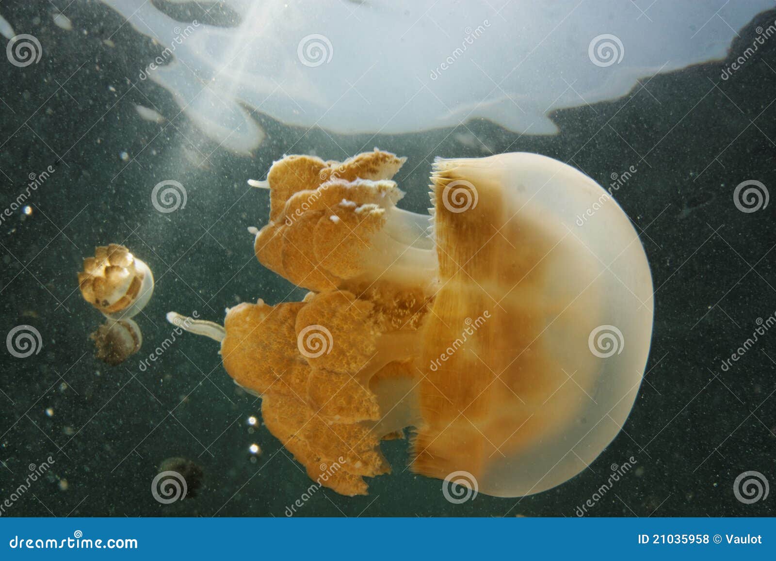 Jellyfish Lake - Kakaban, Borneo Stock Photo - Image of animal, pacific ...