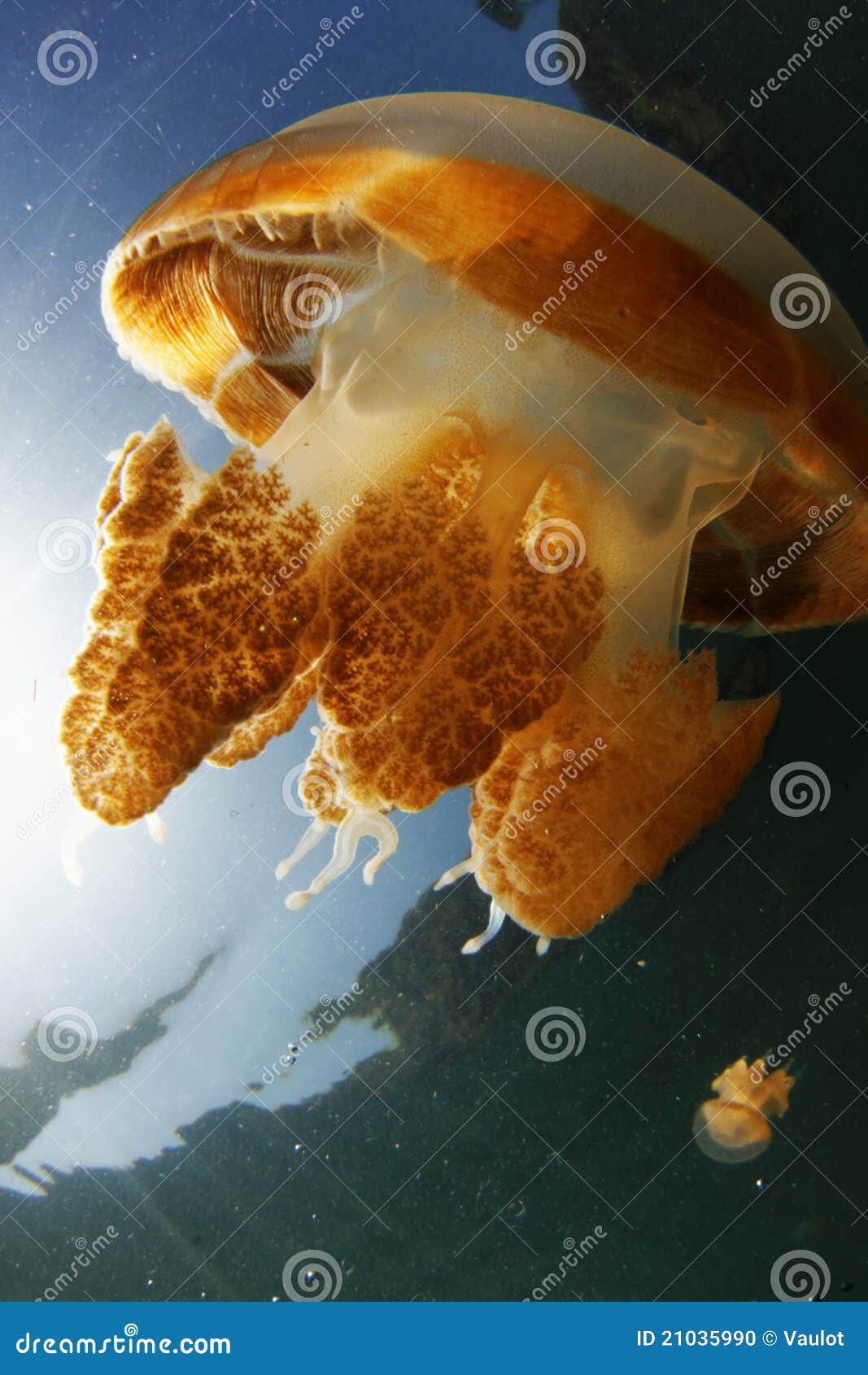 Jellyfish Lake - Kakaban, Borneo Stock Photo - Image of scuba, animal ...