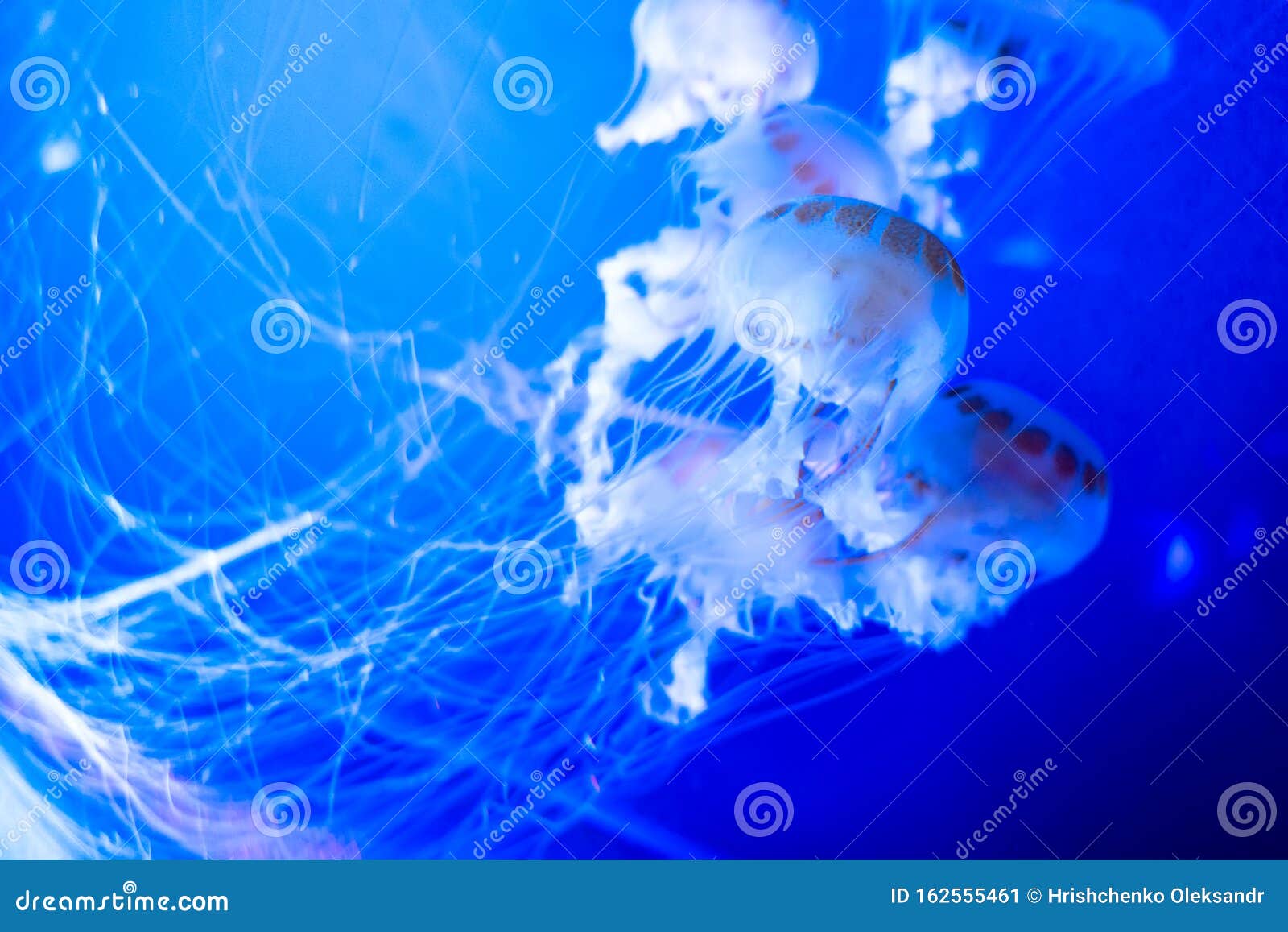 Jellyfish Milk Sea Nettle Chrysaora Lactea Stock Image - Image of ...