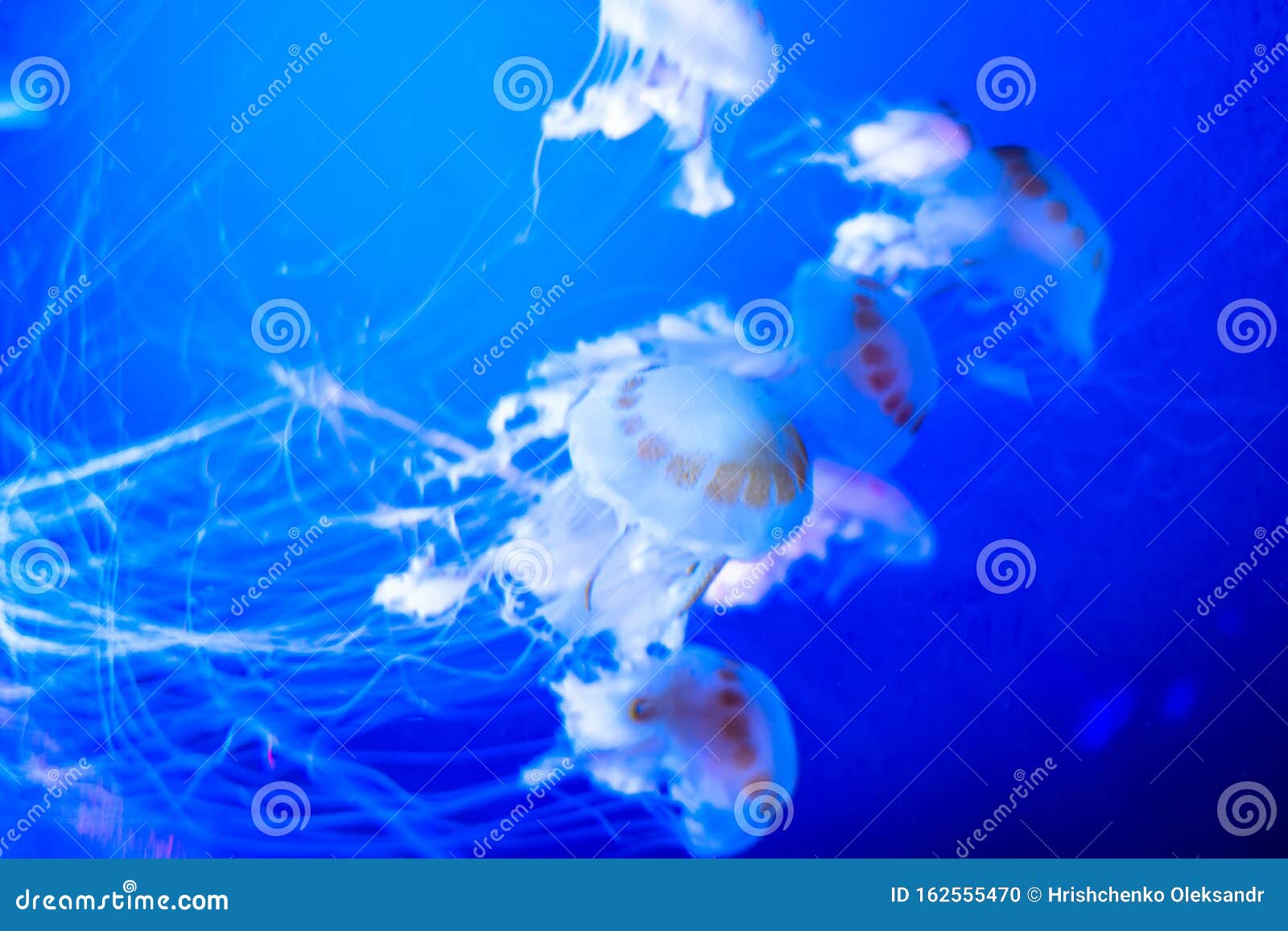 Jellyfish Milk Sea Nettle Chrysaora Lactea Stock Photo - Image of ...