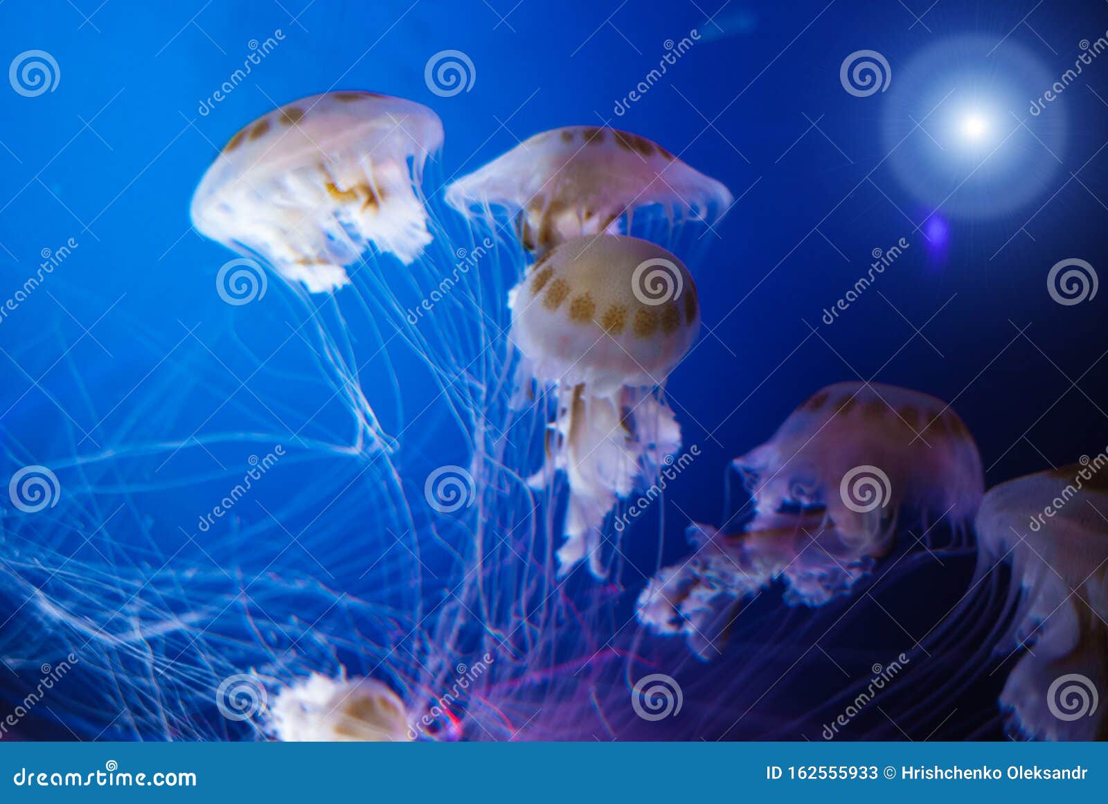 Jellyfish Milk Sea Nettle Chrysaora Lactea Stock Image - Image of ...