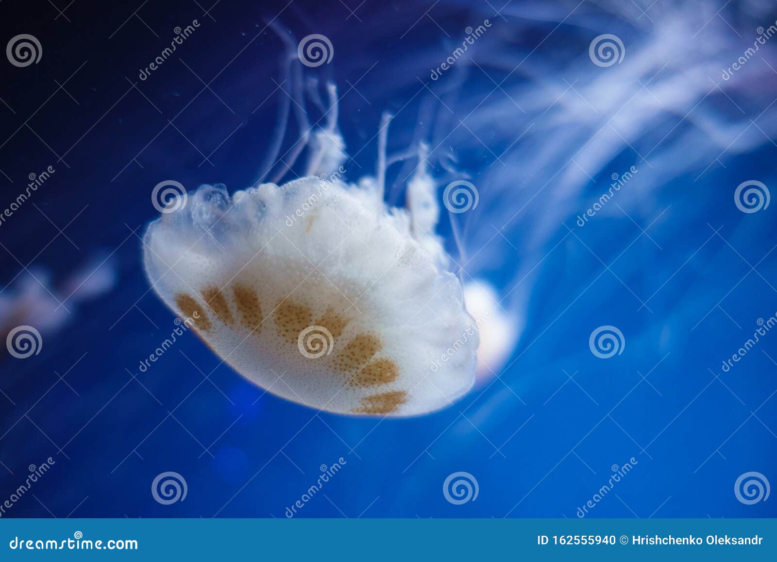 Jellyfish Milk Sea Nettle Chrysaora Lactea Stock Photo - Image of ...