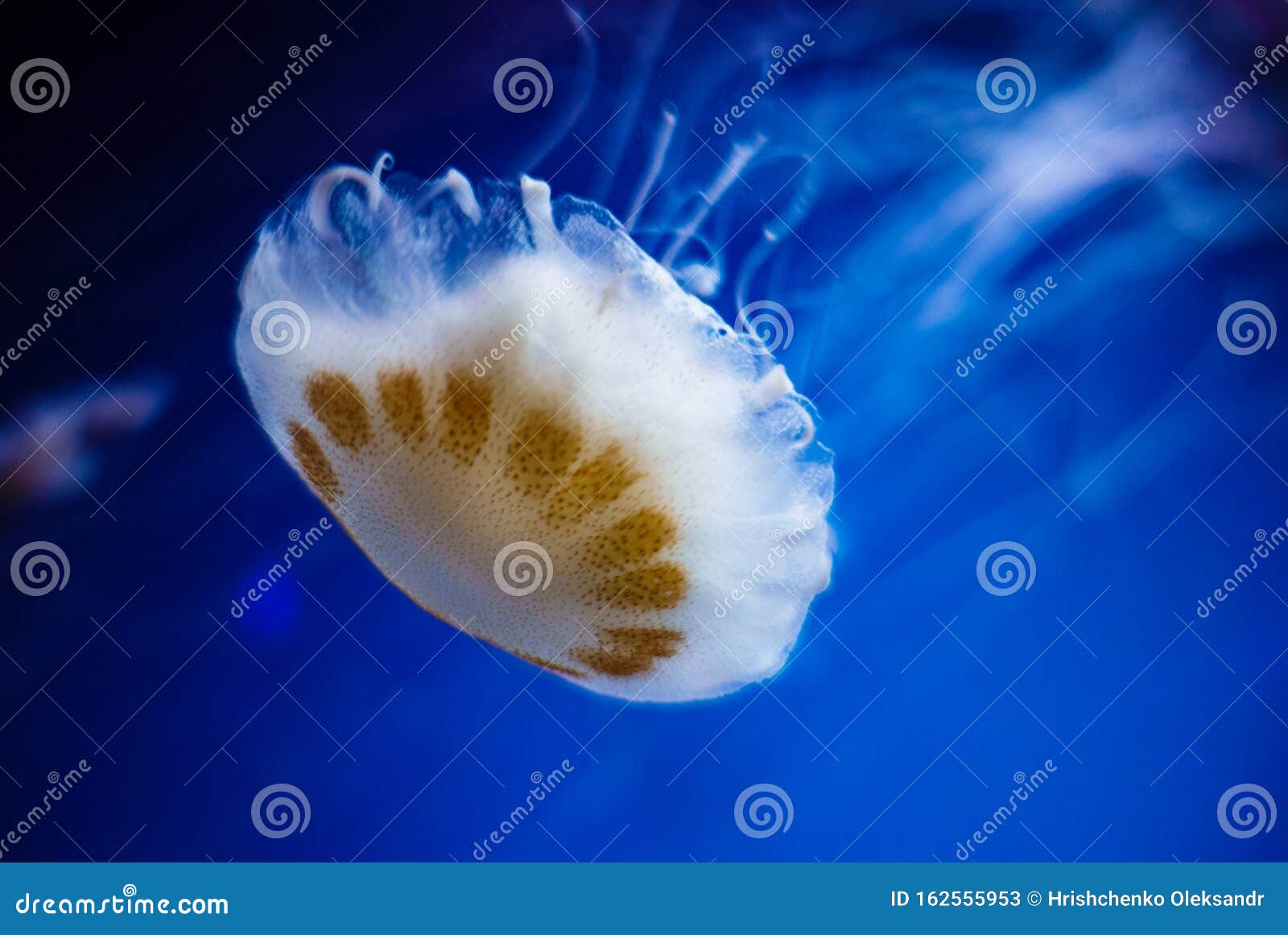 Jellyfish Milk Sea Nettle Chrysaora Lactea Stock Image - Image of deep ...
