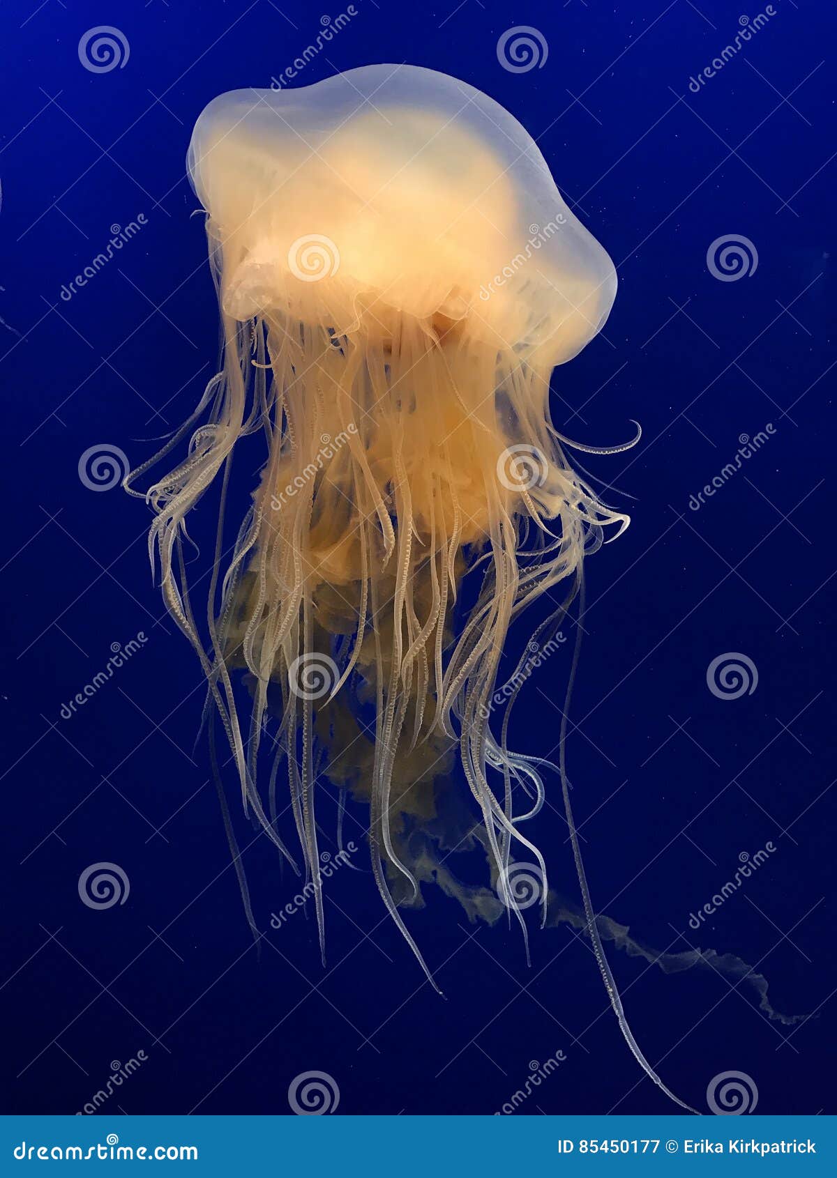 Jellyfish stock image. Image of fish, aquatic, aqua, blue - 85450177
