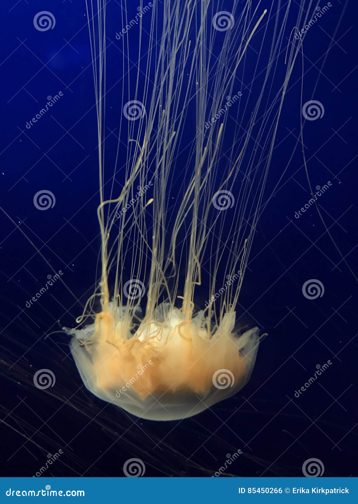 Jellyfish stock photo. Image of poisonous, exotic, life - 85450266