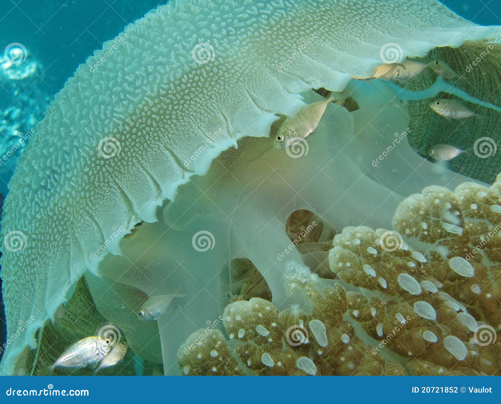 Jellyfish is a Safe Place for Small Fish Stock Photo - Image of pulau ...