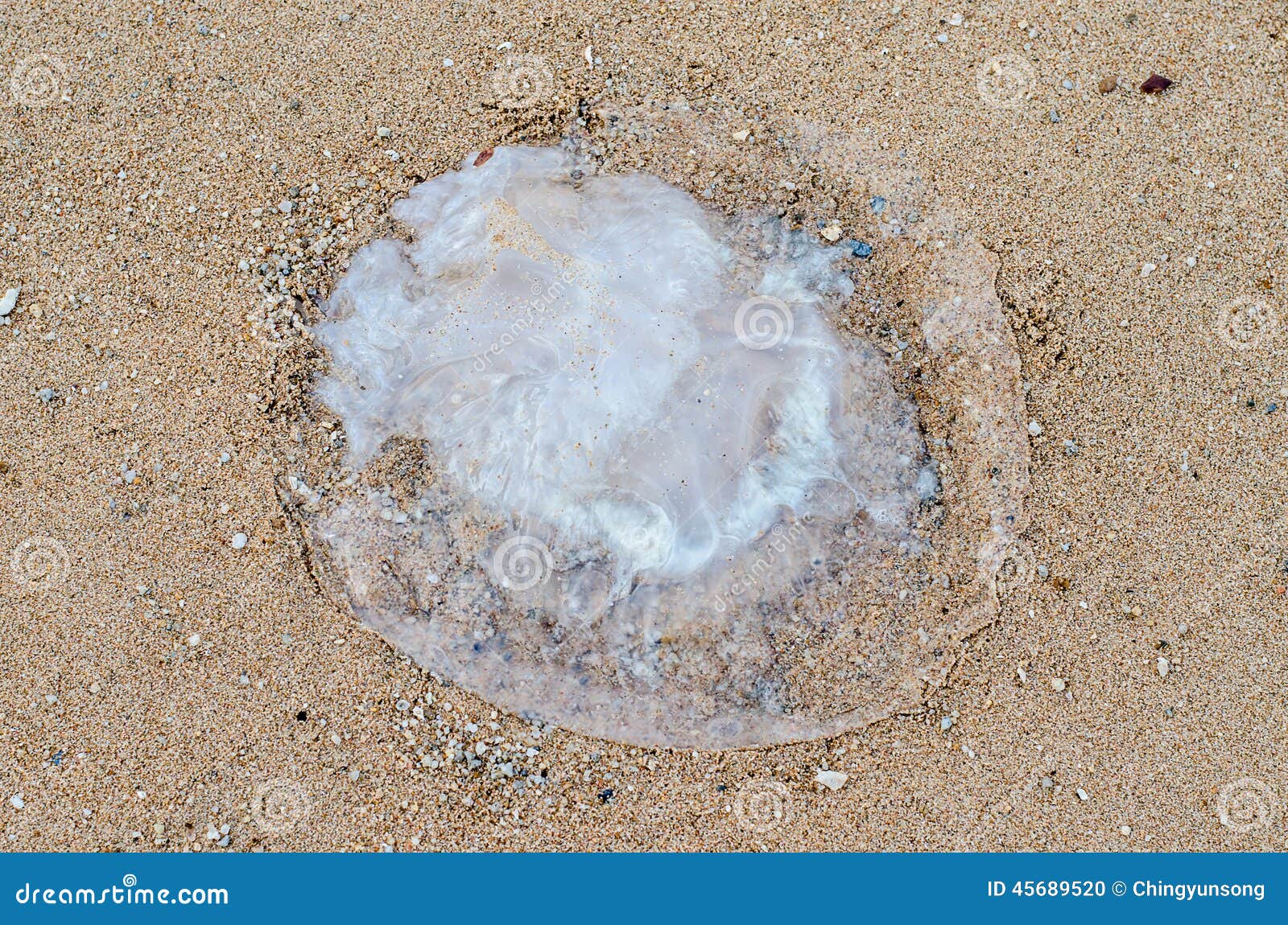 Jellyfish stock photo. Image of environment, ocean, wave - 45689520