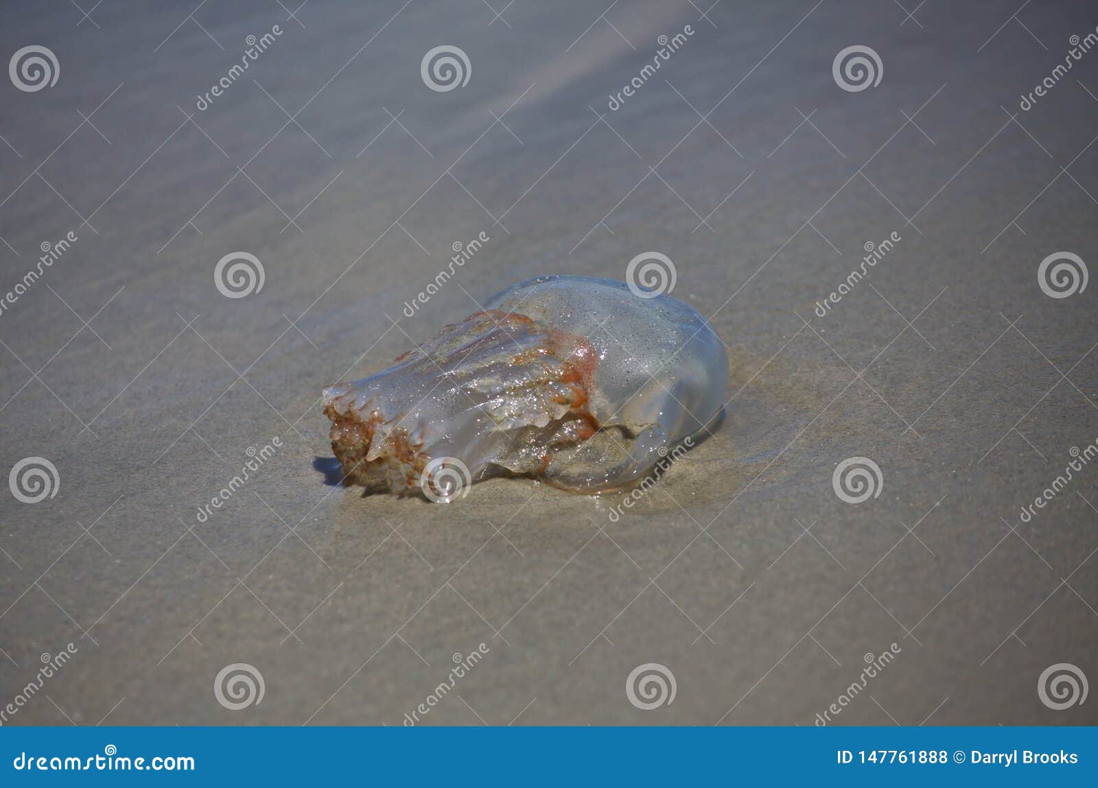 Jellyfish on Sand stock photo. Image of washed, marine - 147761888