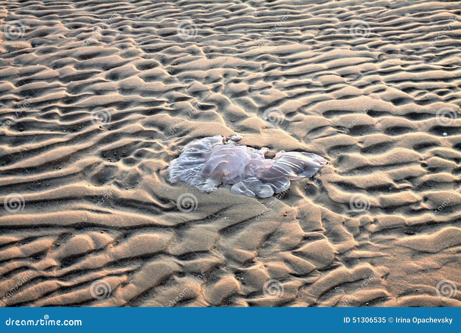 Jellyfish in the sand stock image. Image of geology, nature - 51306535