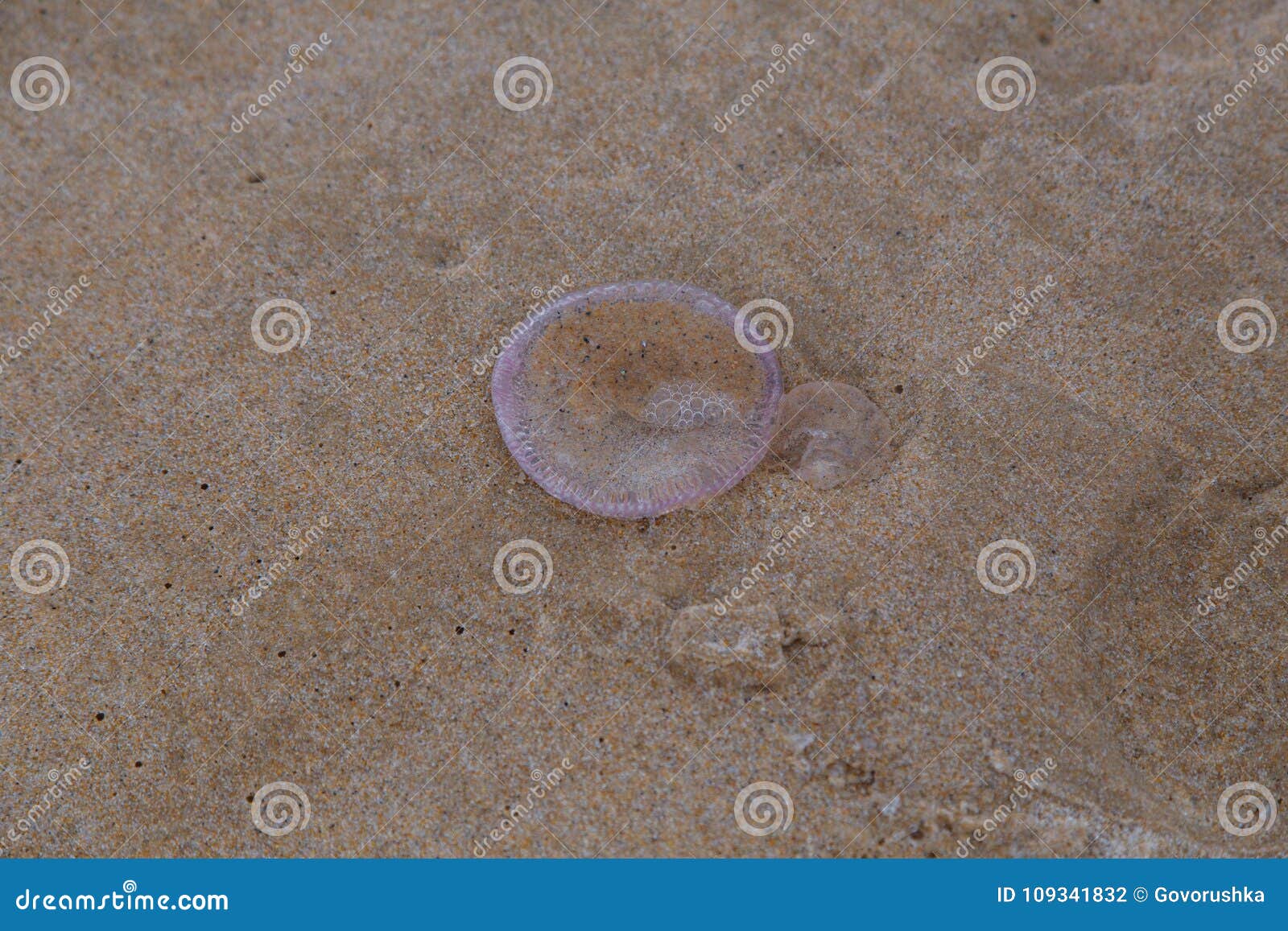 Jellyfish on sand stock photo. Image of nature, shoreline - 109341832