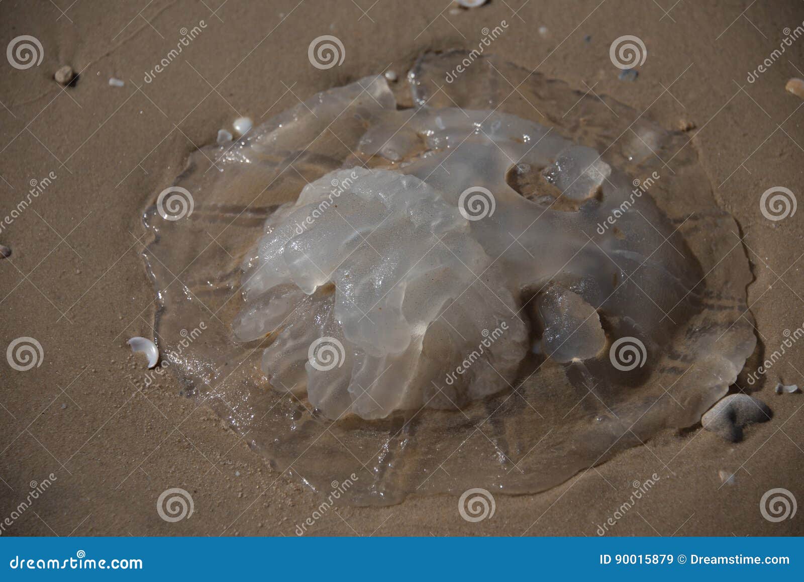Jellyfish on the sand stock image. Image of bell, shaped - 90015879