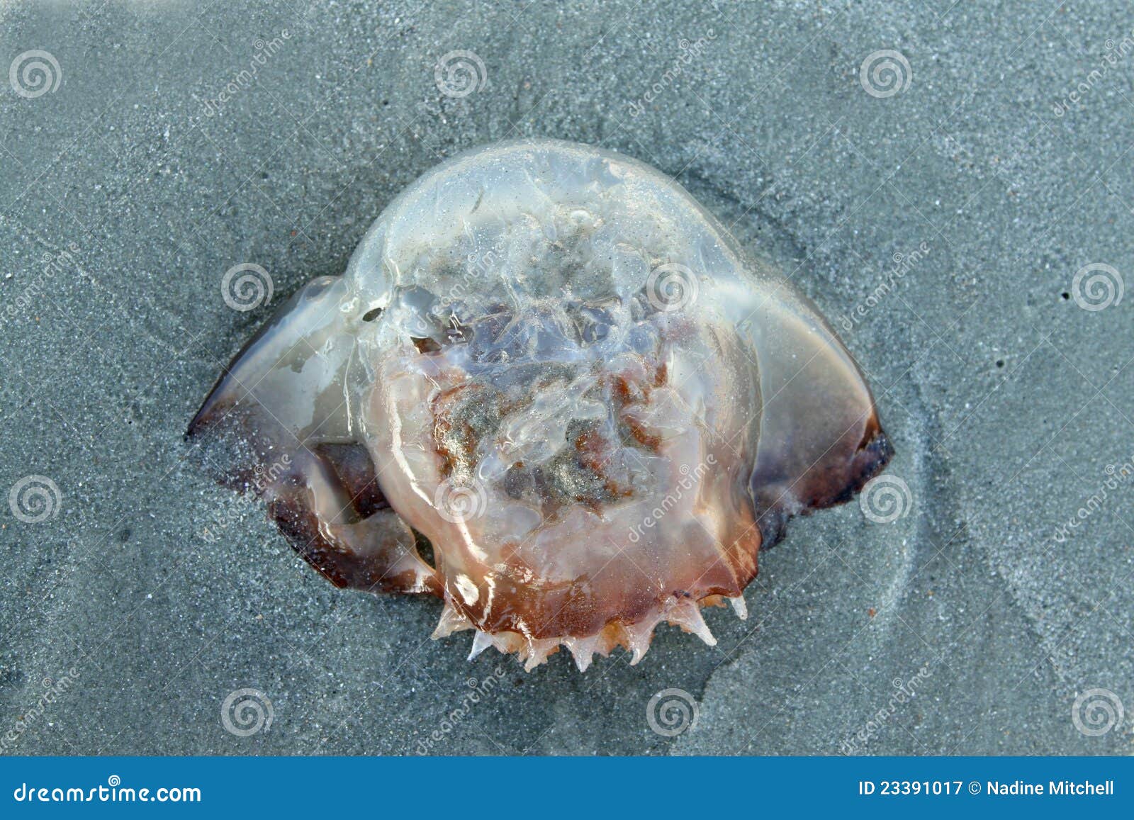 Jellyfish on the Sandy Beach Stock Image - Image of beach, jellyfish ...